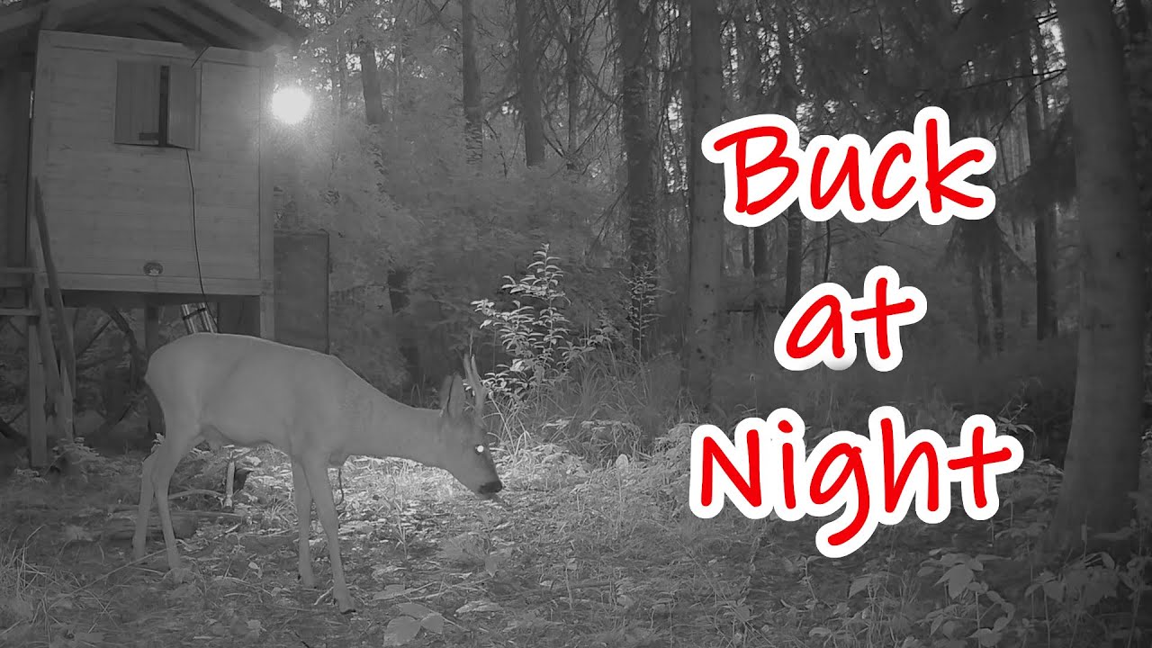Wildlife | Exploration - Buck at Night - YouTube
