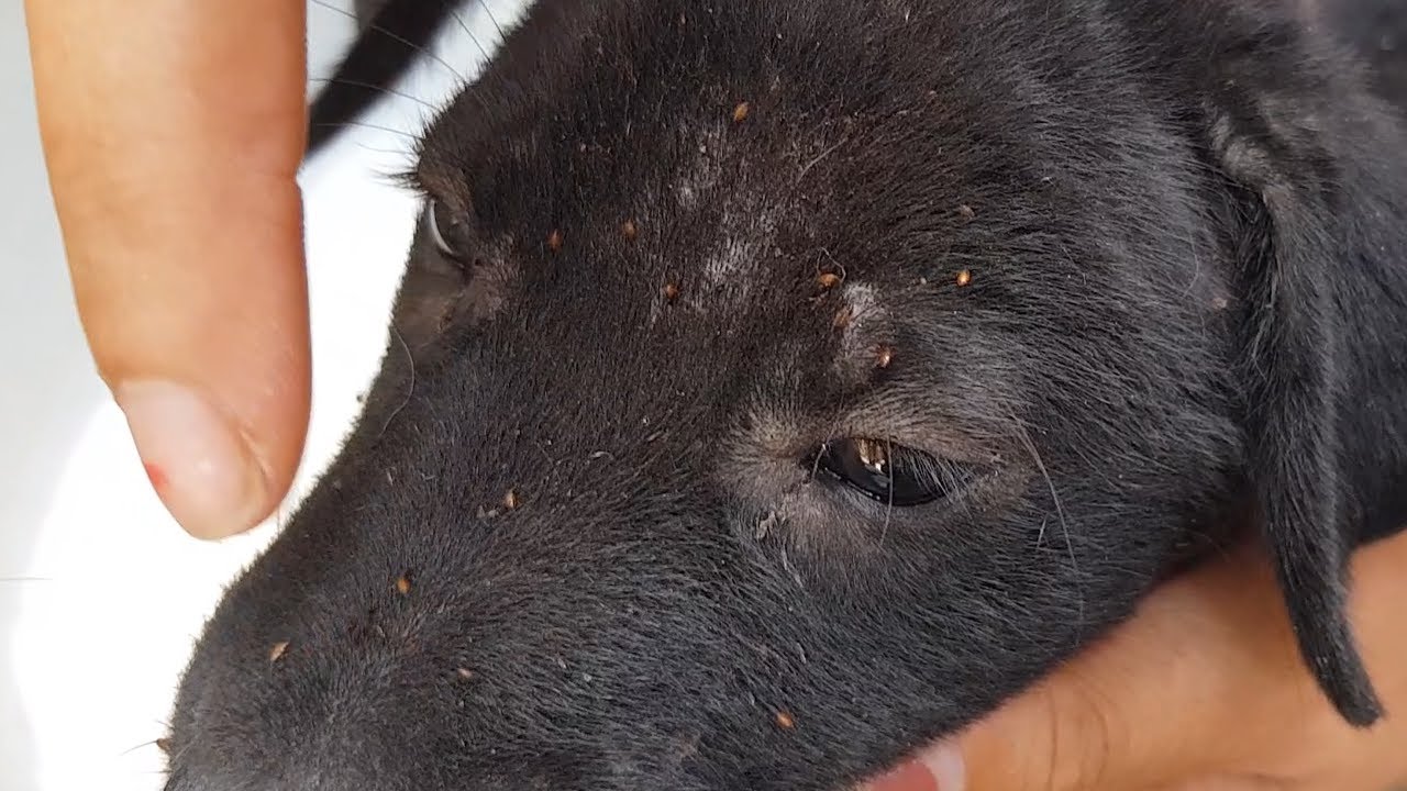 Need Help!!! Removing Big Ticks From Dog's Leg - Remove Ticks - YouTube