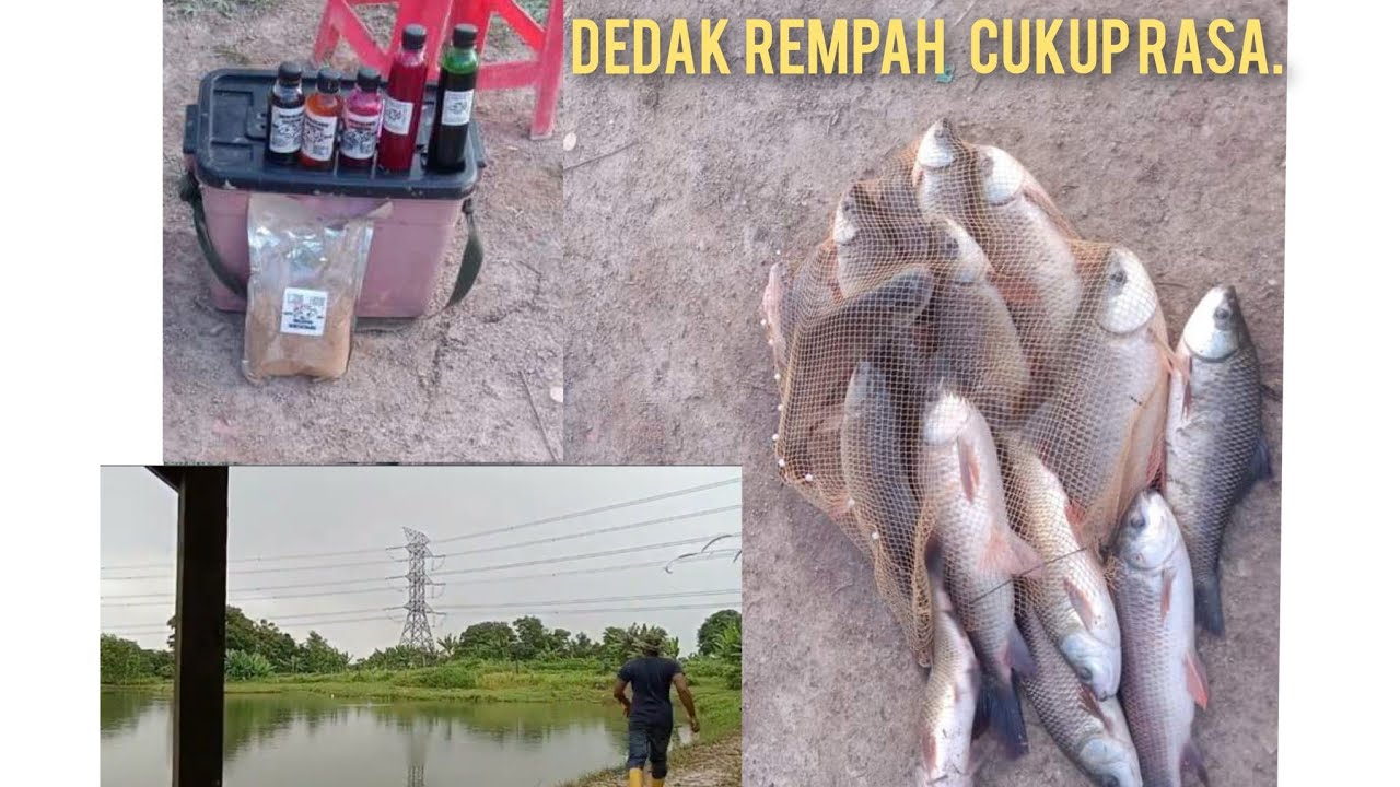 memancing IKAN ROHU di tasik semata indah Selangor.Fish hunting ...