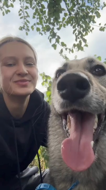 Пов ты всегда мечтала о такой собаке🥺 ️ рек рекомендации собака