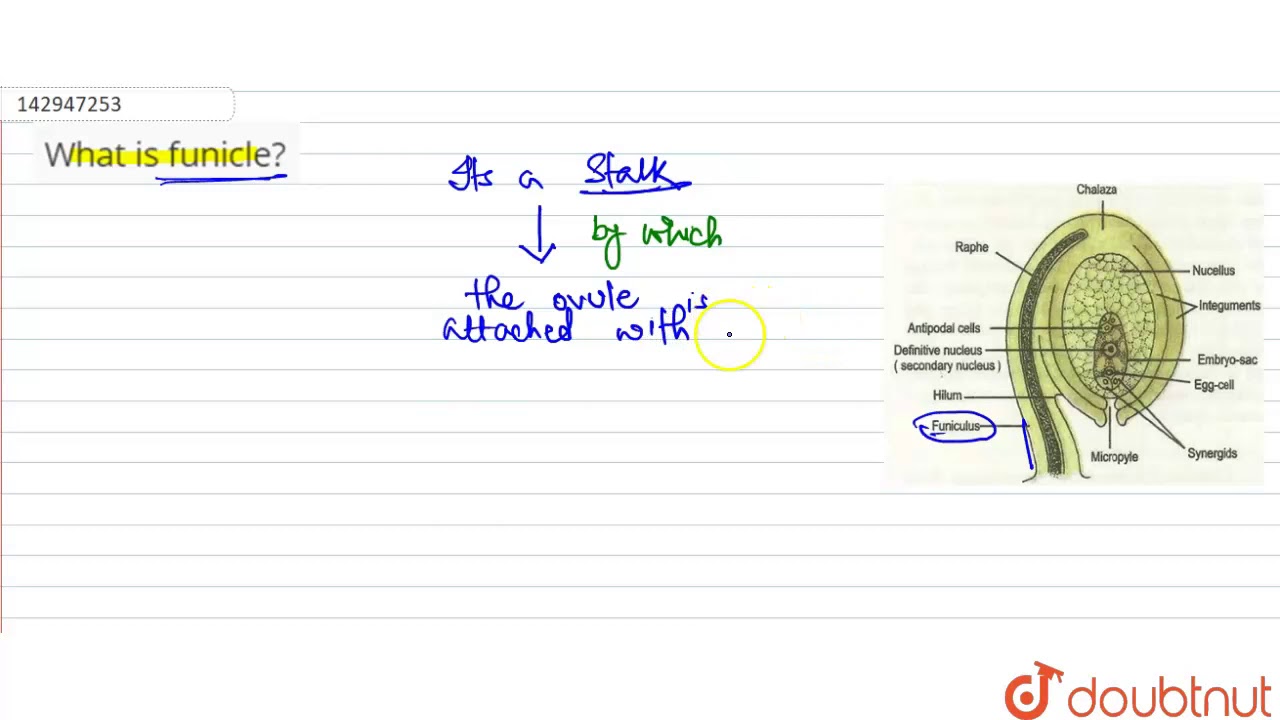 What is funicle? - YouTube