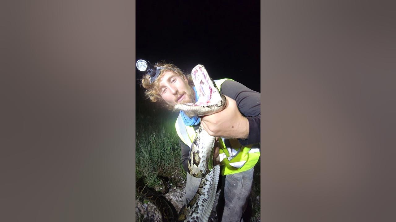 14ft ANGRY PYTHON! #fyp #foryou #explorepage #explore #snake #reptile # ...