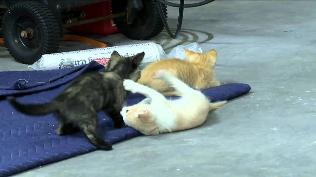 Kittens in a Messy Garage - YouTube