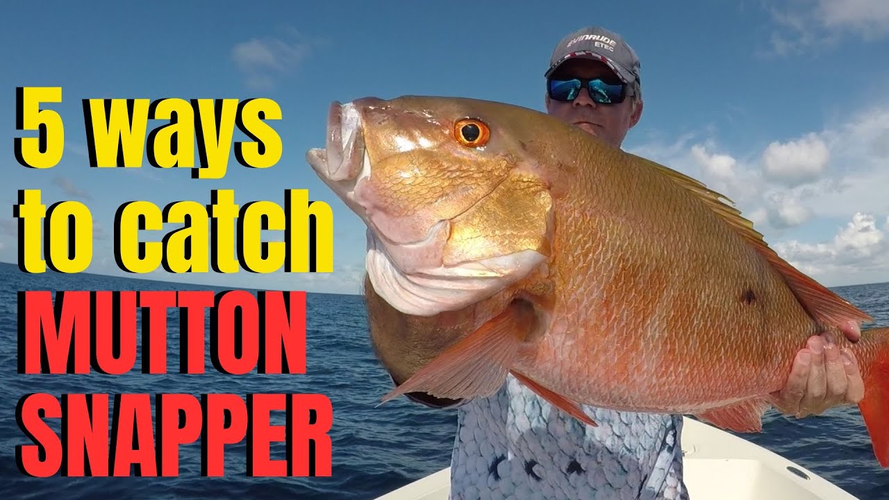 5 ways to catch MUTTON SNAPPER - YouTube