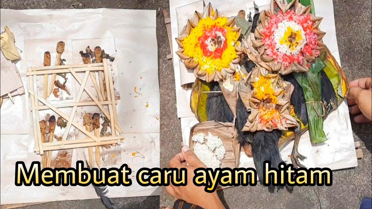 cara membuat banten caru siap selem , caru ayam hitam , tutorial ...