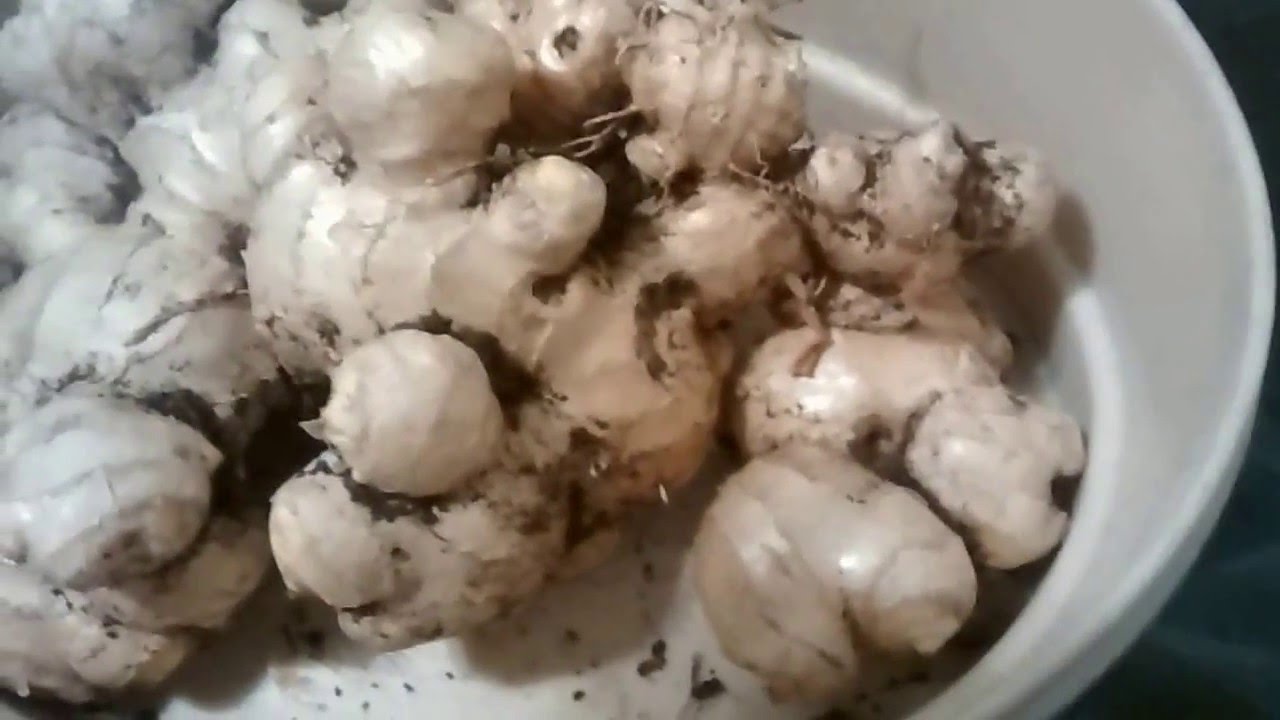 Growing GROCERY STORE ginger root. - YouTube