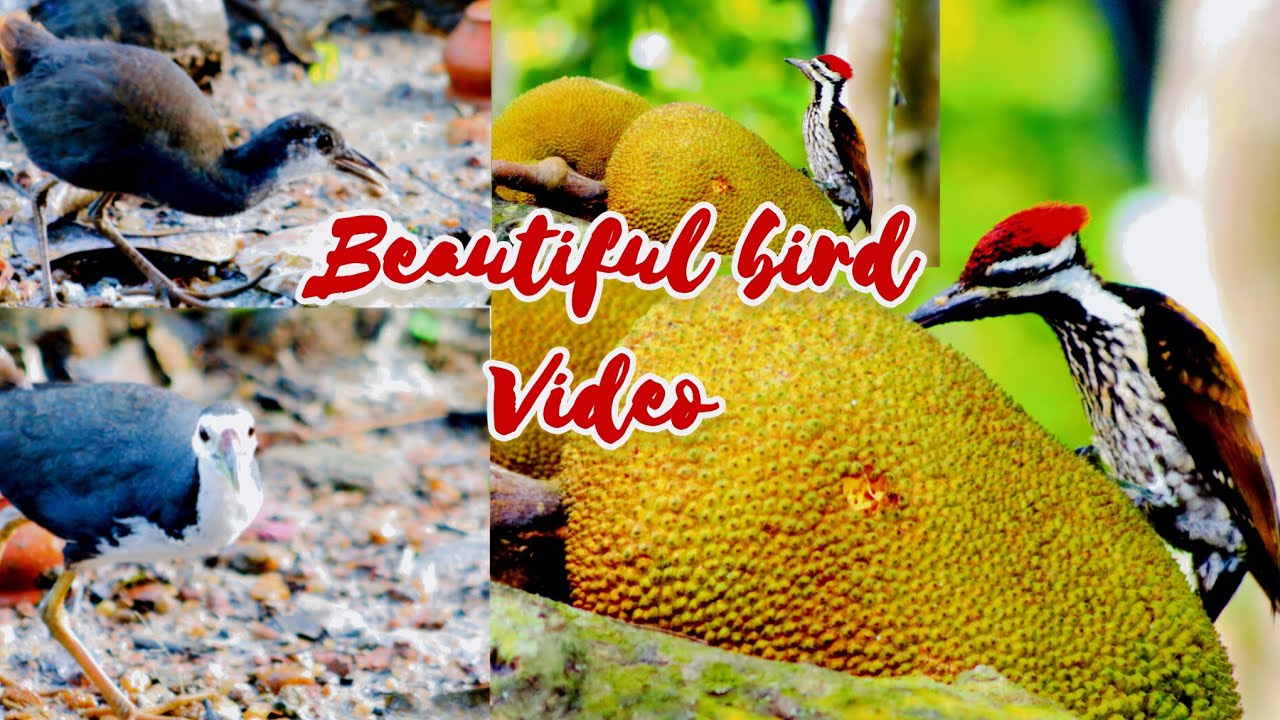 The birds videography capture by canon 200dii || bird video || - YouTube