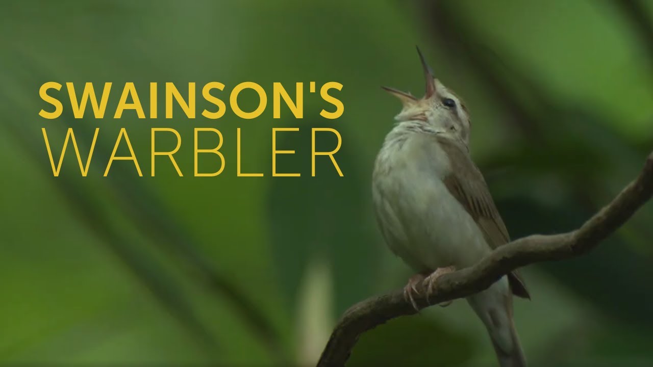 Swainson's Warbler - YouTube