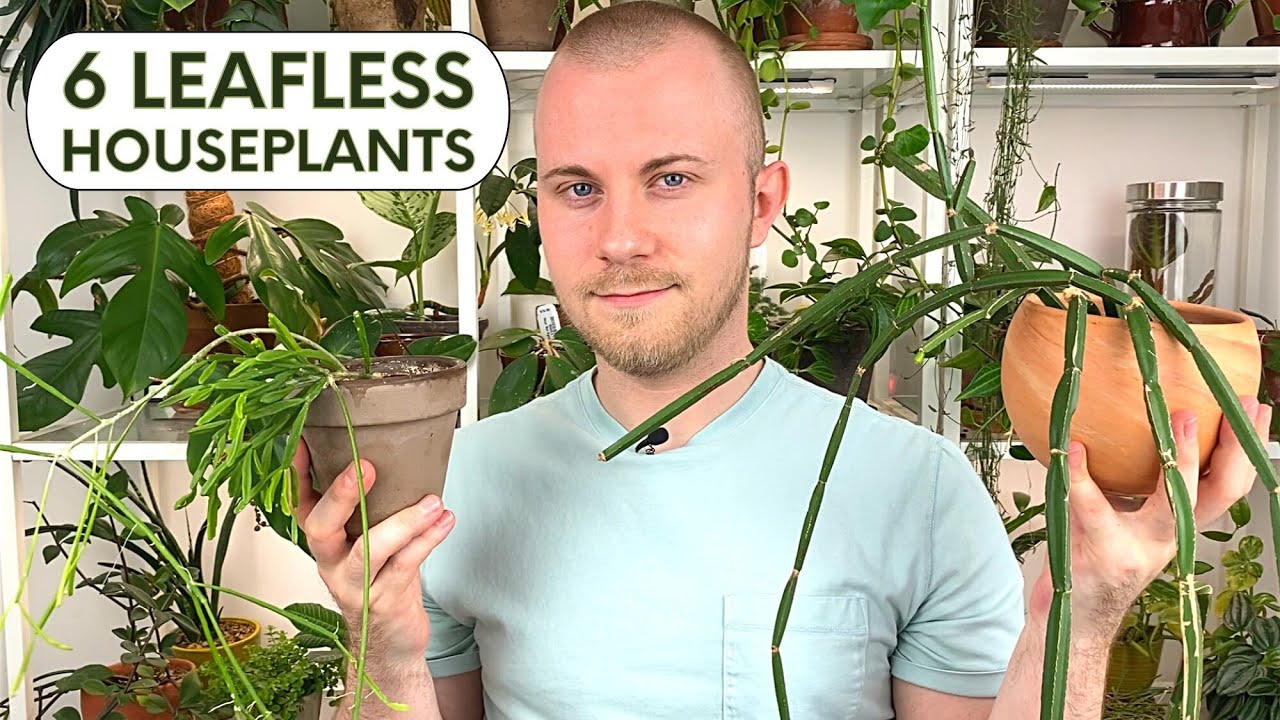 6 Leafless Houseplants - YouTube