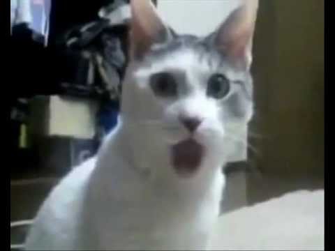 OMG cat meets the Dramatic Lemur - YouTube