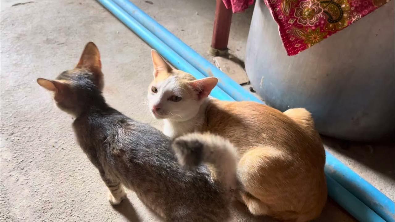 My cat #cat #catlover - YouTube