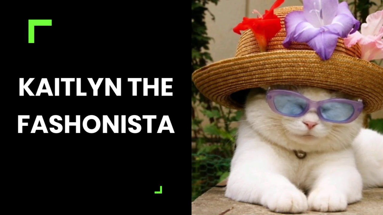 INTRODUCTION TO PET WIKIPEDIA(SN 1 EP 1) - YouTube