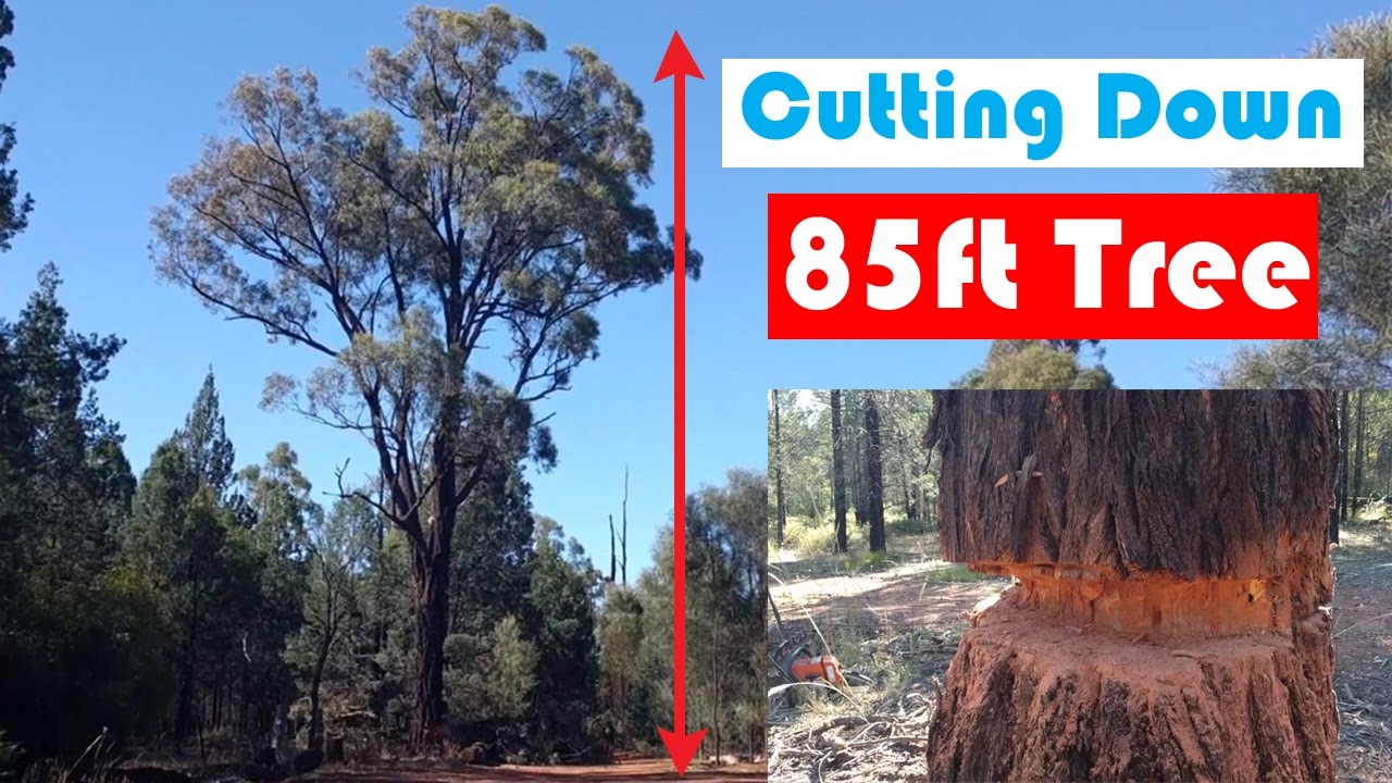 Cutting down a 85ft TREE !!! - YouTube