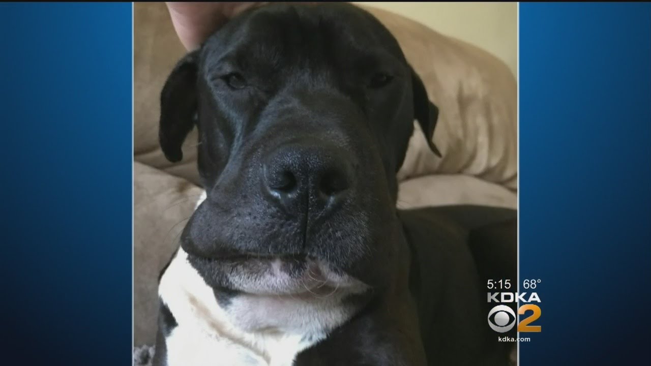 Dog Shot In The Jaw Continues To Face Complications After Being Sent ...