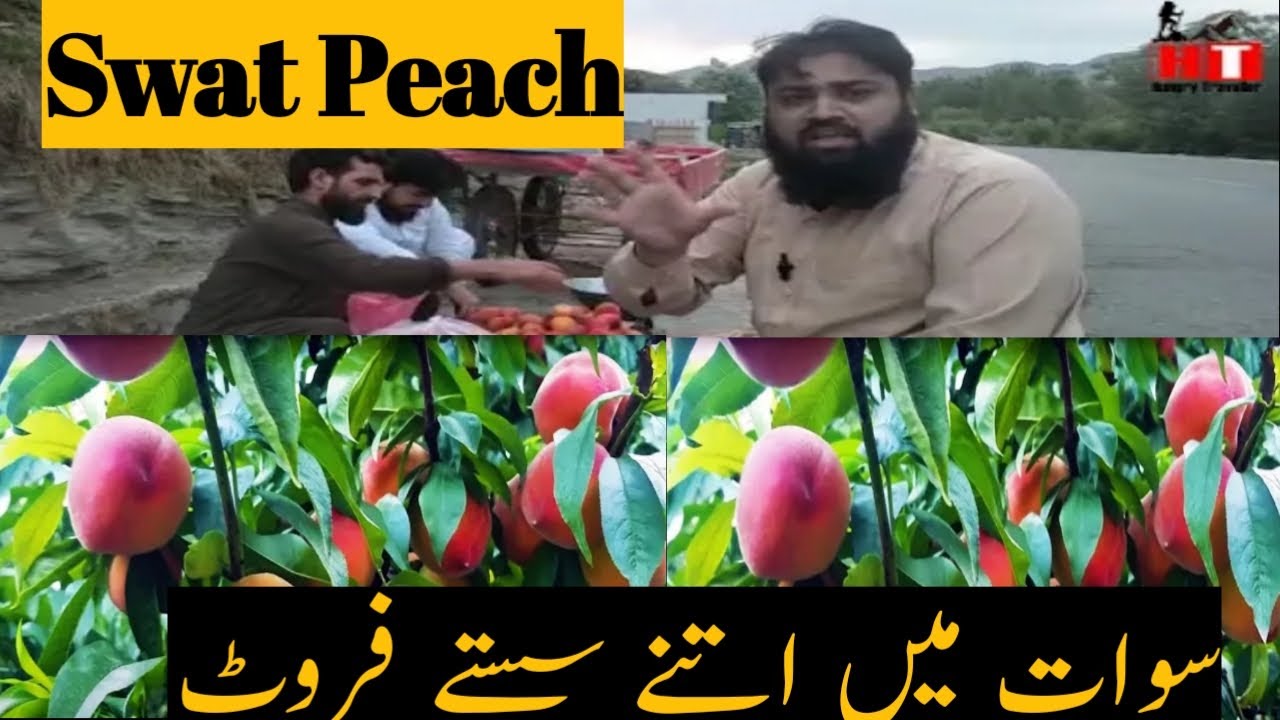 Swat Ke Mashoor Taza Fruit Ke Baghaat / Aroo (Peach) / Khubani ...