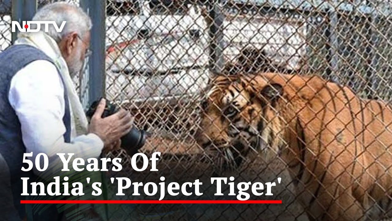 PM To Release Tiger Numbers, Mark 50 Years Of 'Project Tiger' Tomorrow ...