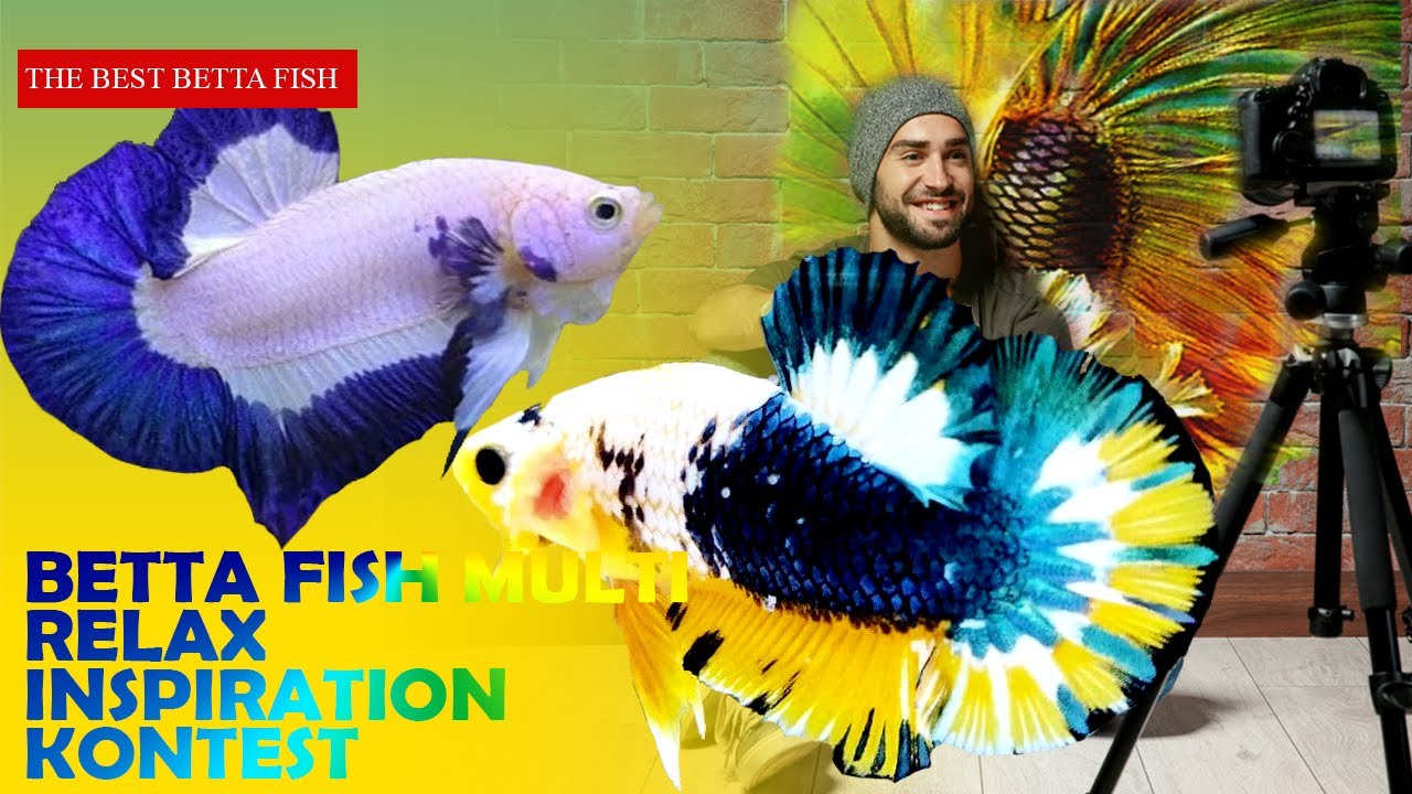 Betta Fish SHOW The Best BLUE RIM |Special Show Relax | - YouTube