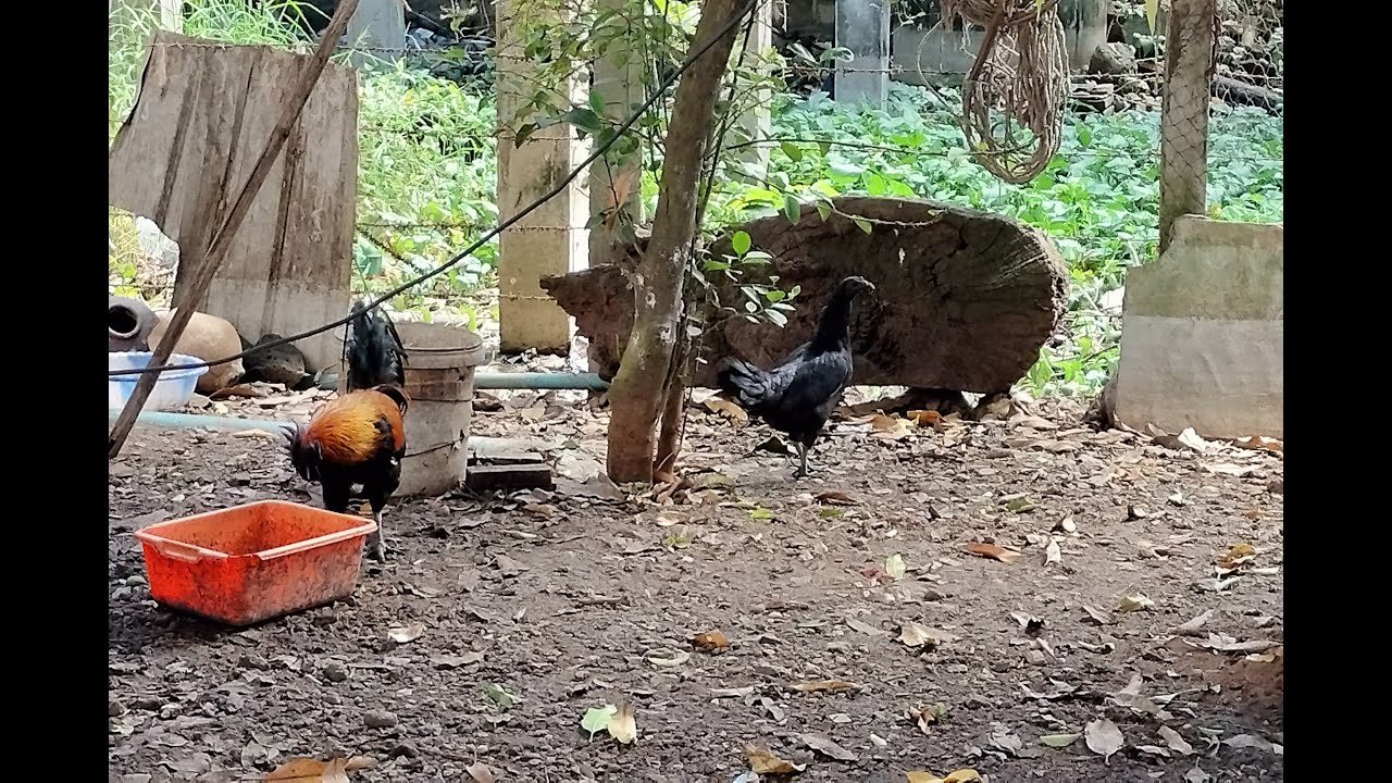 Amazing dark forest chicken found in local village with unknown insects ...