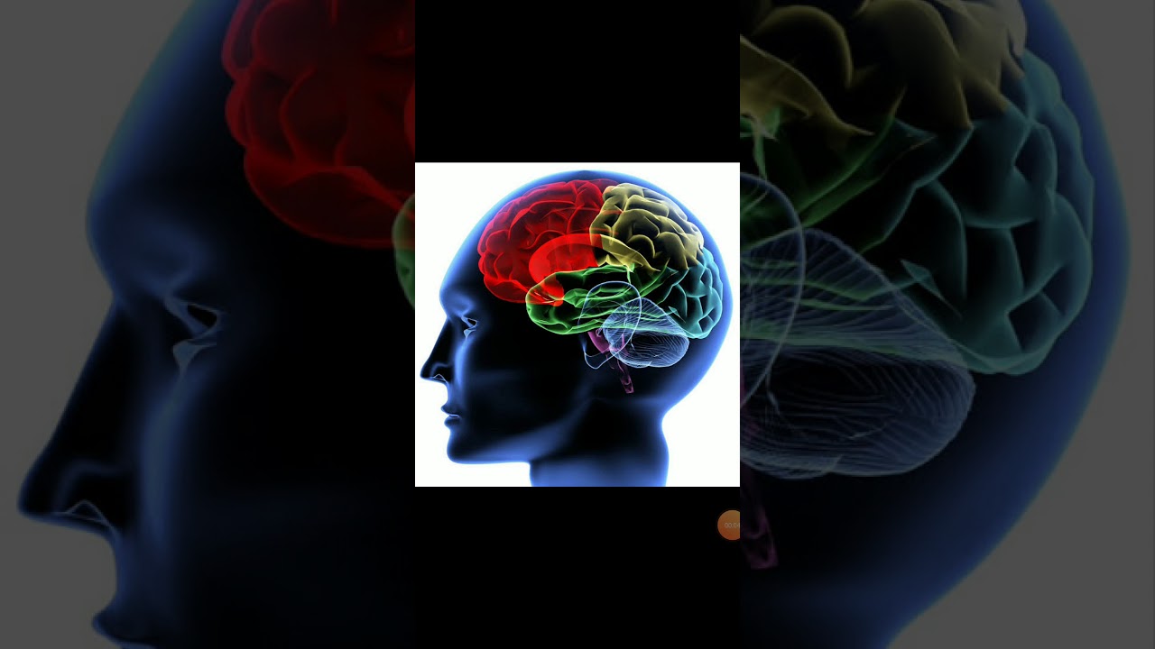 Chapter 7 Control and Coordination Part 3 (Human Brain) Class 10 ...