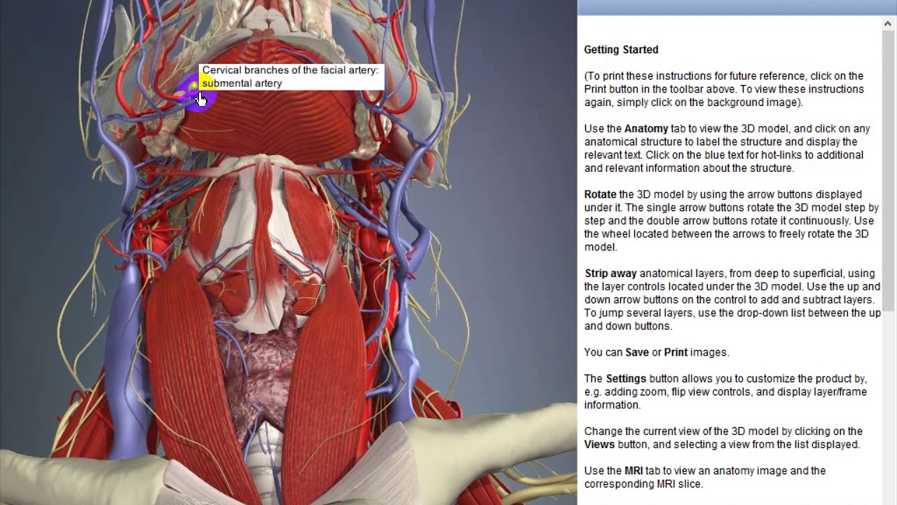 Central artery of the facial artery: submental artery | Arteries of ...