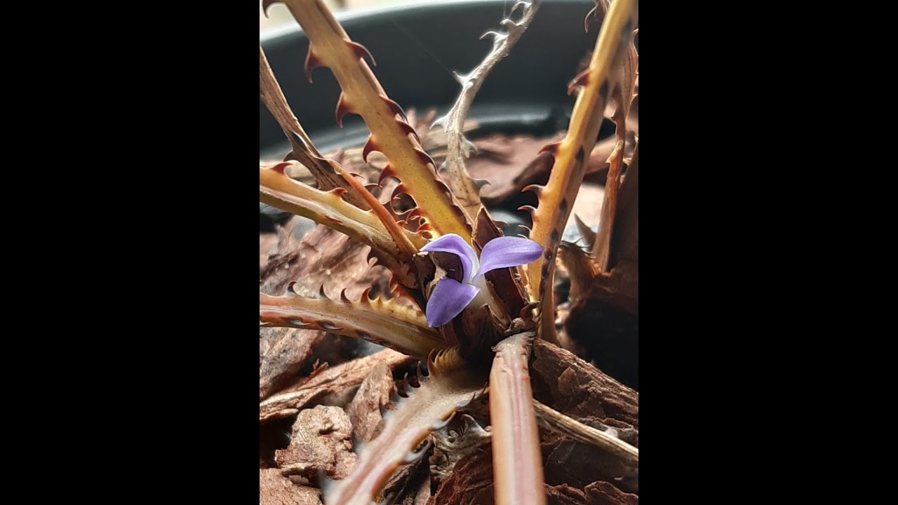 Acanthostachys pitcairnioides. - YouTube