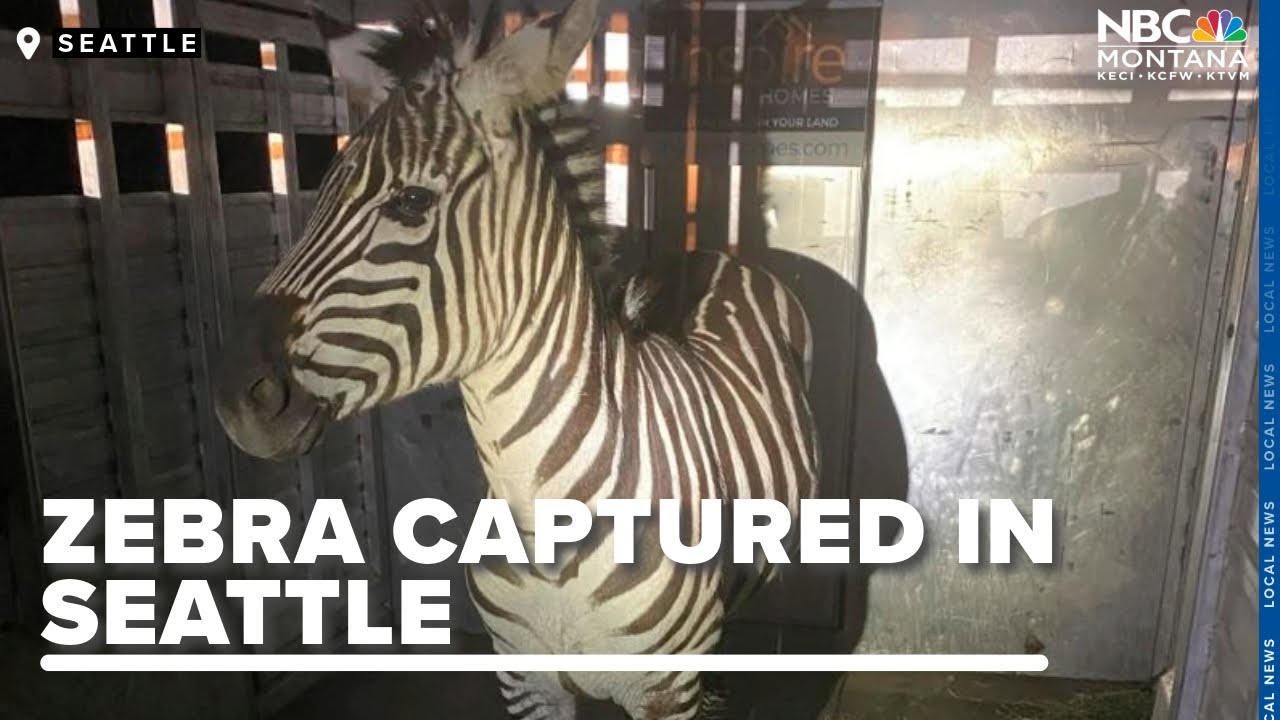 TOP STORIES: Zebra captured in Seattle, Palestinian flag display in ...