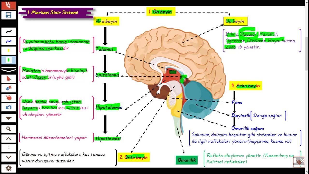 3. SİNİR SİSTEMİ- 3 (AYT BİYOLOJİ) - YouTube