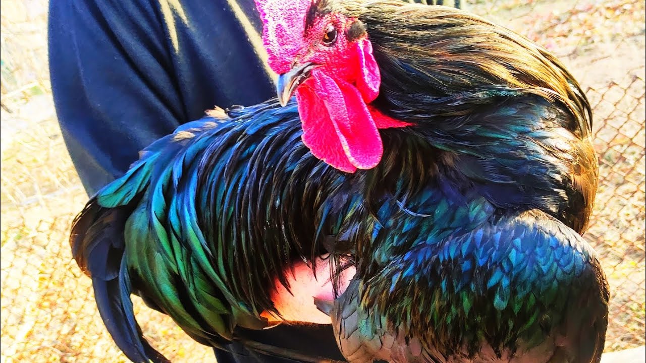Austrolop chicken and rooster breedAustrolop featuresInformation about ...