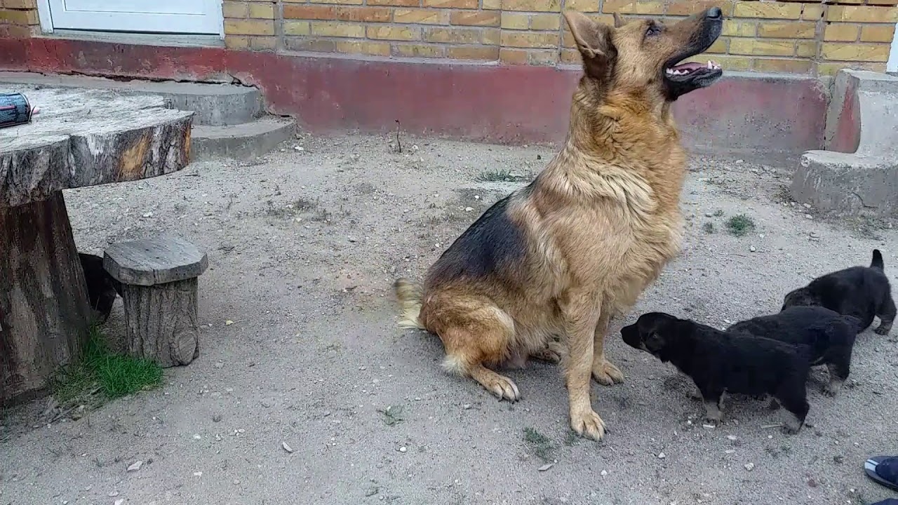Sweet German Shepherd puppies - YouTube