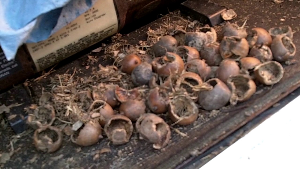 Onan Generator, rodents and acorns - YouTube