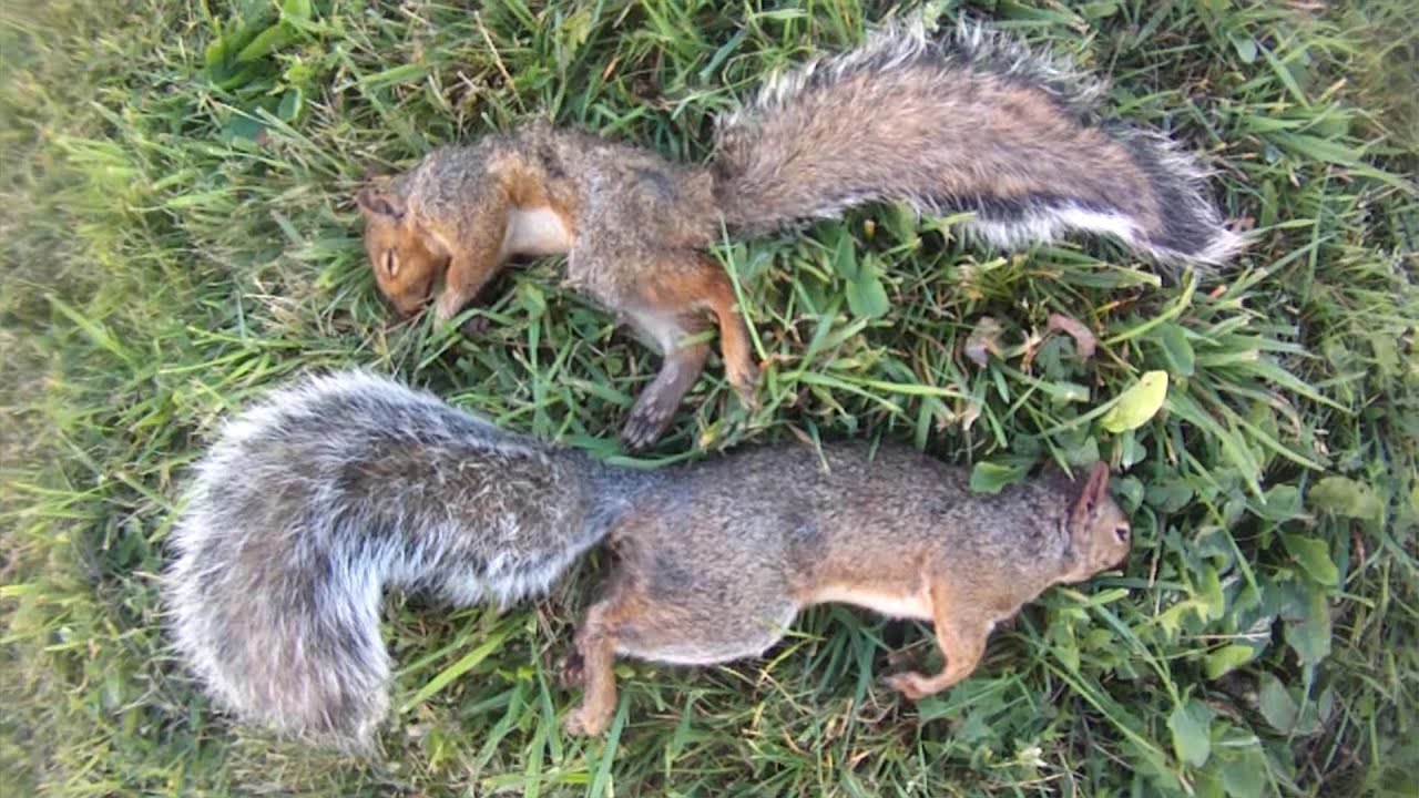 Small Game Hunting #31: 2 Gray Squirrels by 20 Ga. Shotgun - YouTube