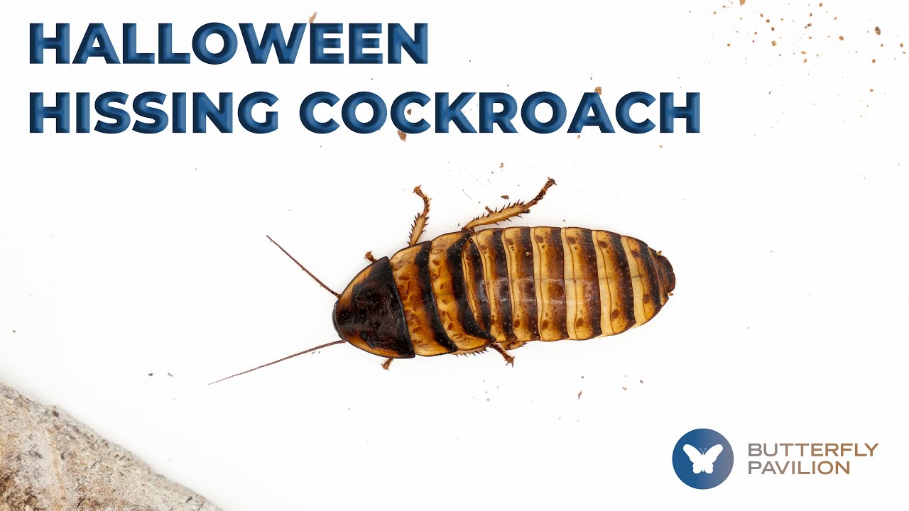 Halloween Hissing Cockroach - YouTube