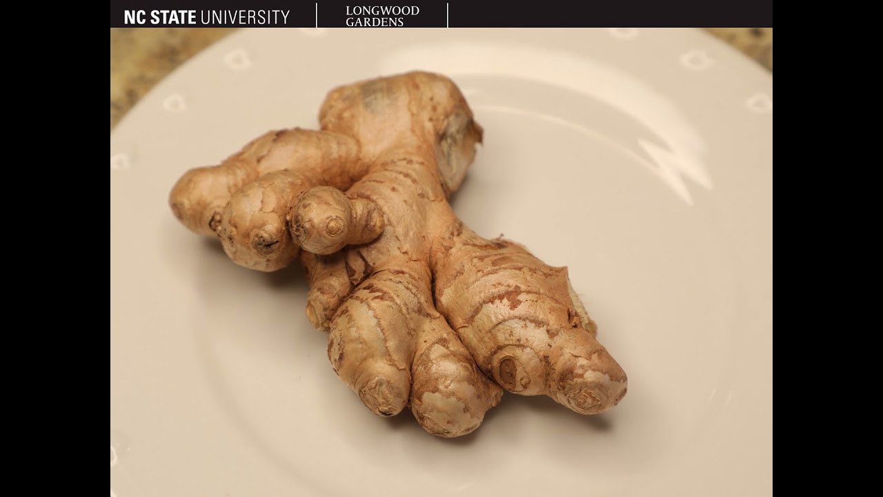 Ginger Stem