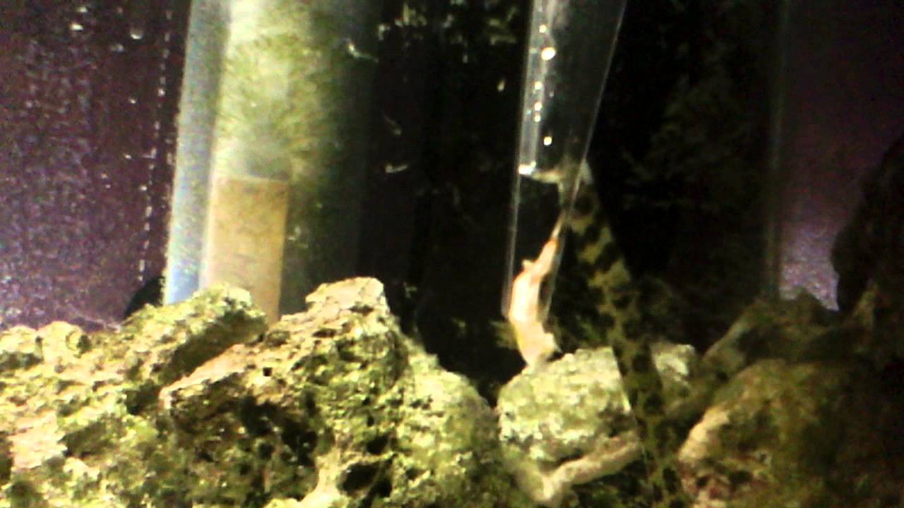Baby snowflake moray feeding - YouTube