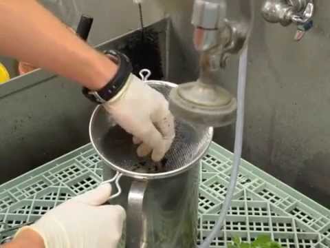 Extraction of Nematodes from Root Tissue - YouTube