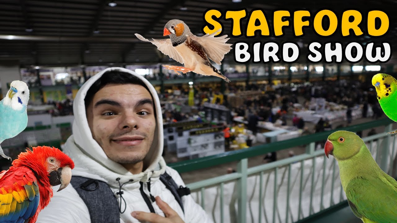 Stafford Spring Bird Show Experience MARCH 2024 | Lucas Ferraz # ...