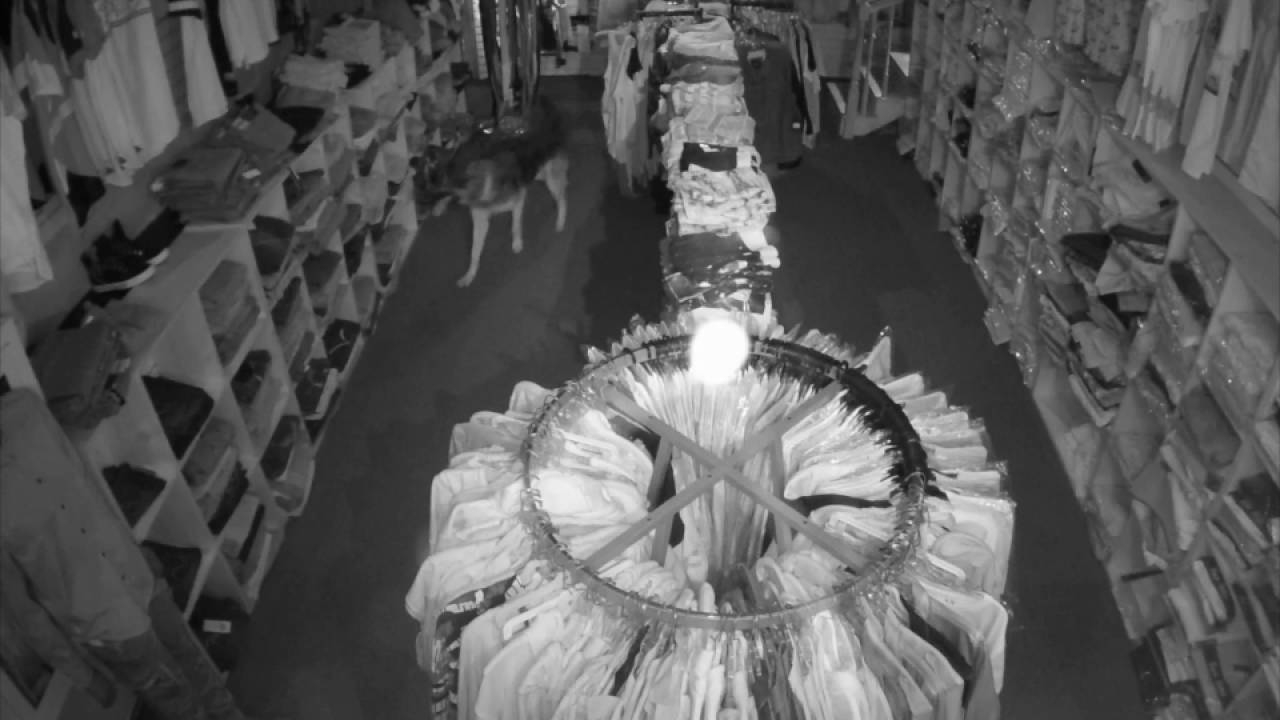 Sonitrol New England - Verified Alarm (Audio & Video) & Apprehension ...