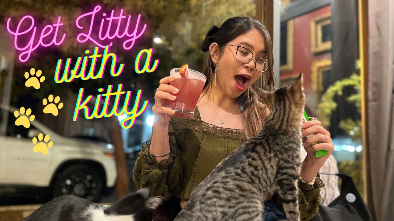 I visited a CAT BAR in San Diego | Whiskers and Wine Cat Bar - YouTube