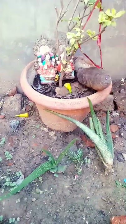 π΅ 5 Easy βοΈ Plant π΅ To βοΈ Grow π΅ At βοΈ Our π΅ Home Youtube