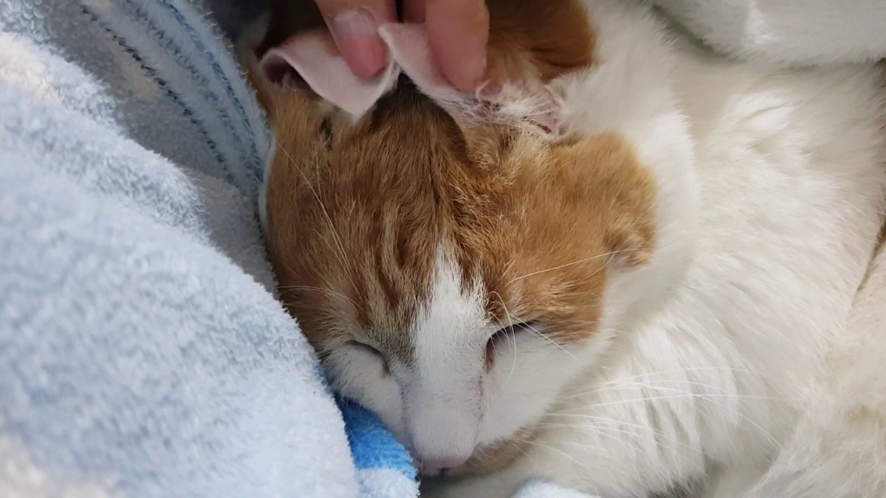 고양이 야매 얼굴 마사지 ㅋㅋ (Feat. 쏘니 골골송) - Cat face massage - YouTube