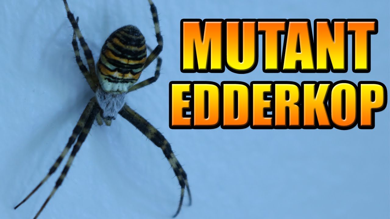 Dansk Vlog I KÆMPE STOR EDDERKOP - YouTube