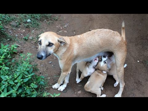 Street mother dog nursing to her 3 puppies - so wonderful to watch - Dogoftheday