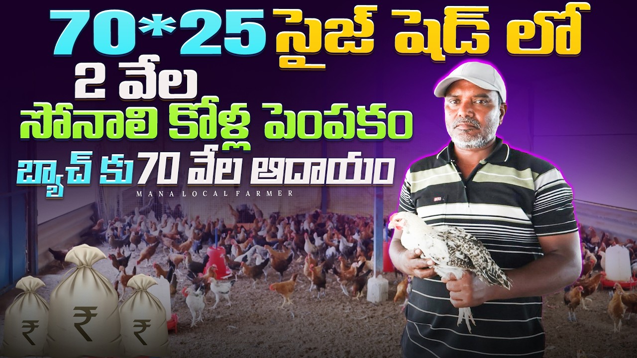 Sonali breed chicken farming | త‌క్కువ స్థ‌లంలో కోళ్ల పెంప‌కం...90 వేల ...