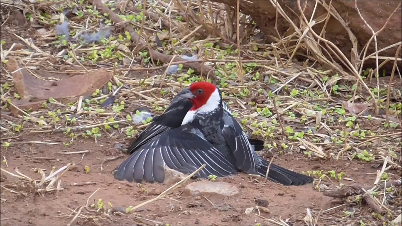 Red-cowled Cardinal fighting near Potengi, NE Brazil 6th Nov 2018 - YouTube