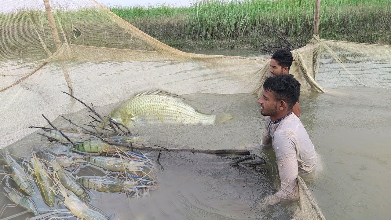 Best Unique River Fishing Technique||Shrimp Fishing||Jungle Fishing ...