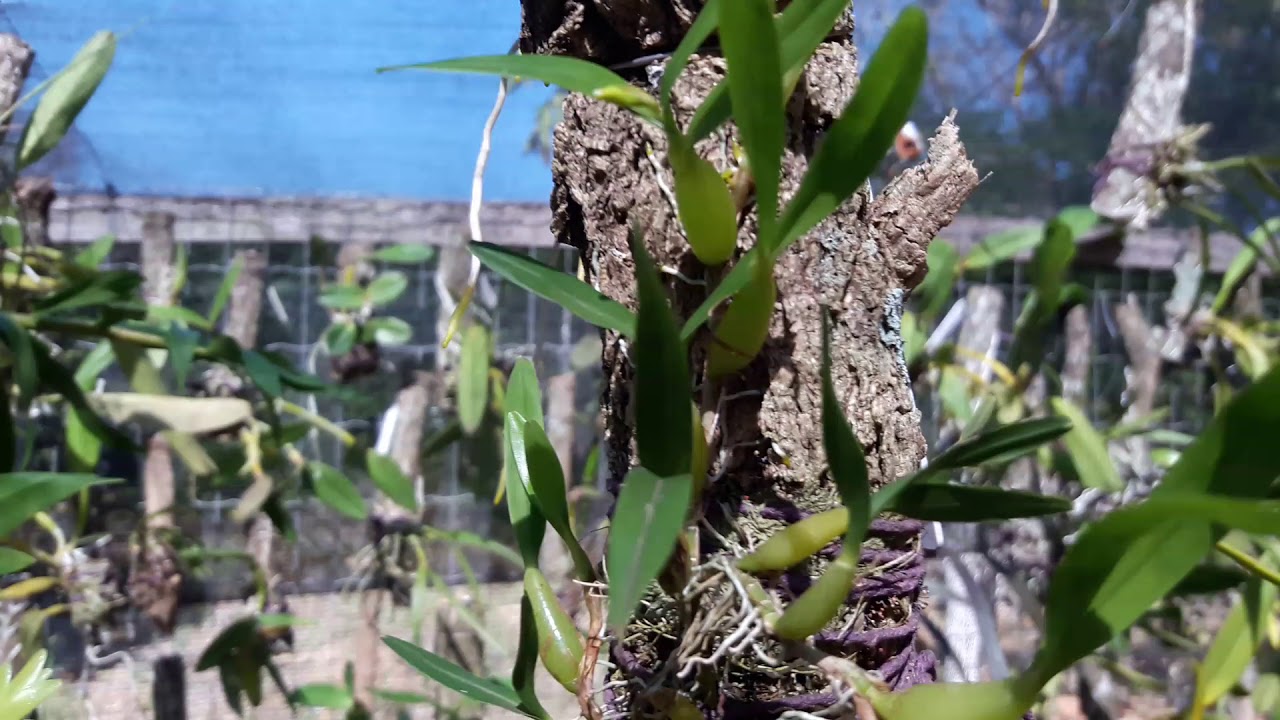 Micros e mini orquídeas com flor 💕💗💕 - YouTube