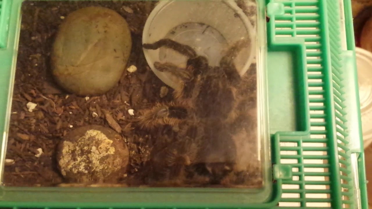 My Tarantula Drinking Water - YouTube