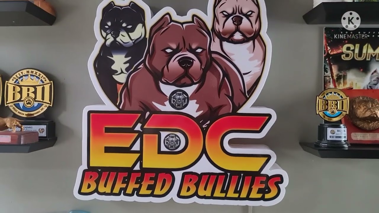 Boss DaDa TV @ EDC BUFFED BULLIES / my other passion / welcome to our ...