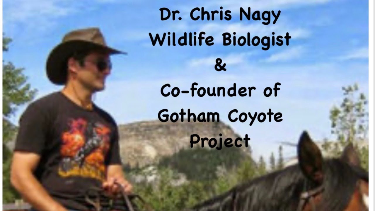 Dr. Chris Nagy Interview On Eastern Coyotes Migrating in New York City ...