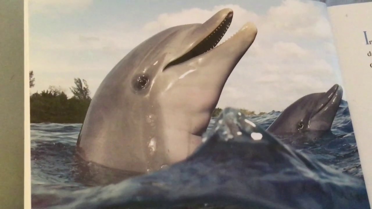 Dolphins by Seymour Simon for F&P Literacy - YouTube